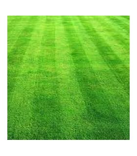 Graines de gazon vert et naturel, sacs de gazon pour pelouse